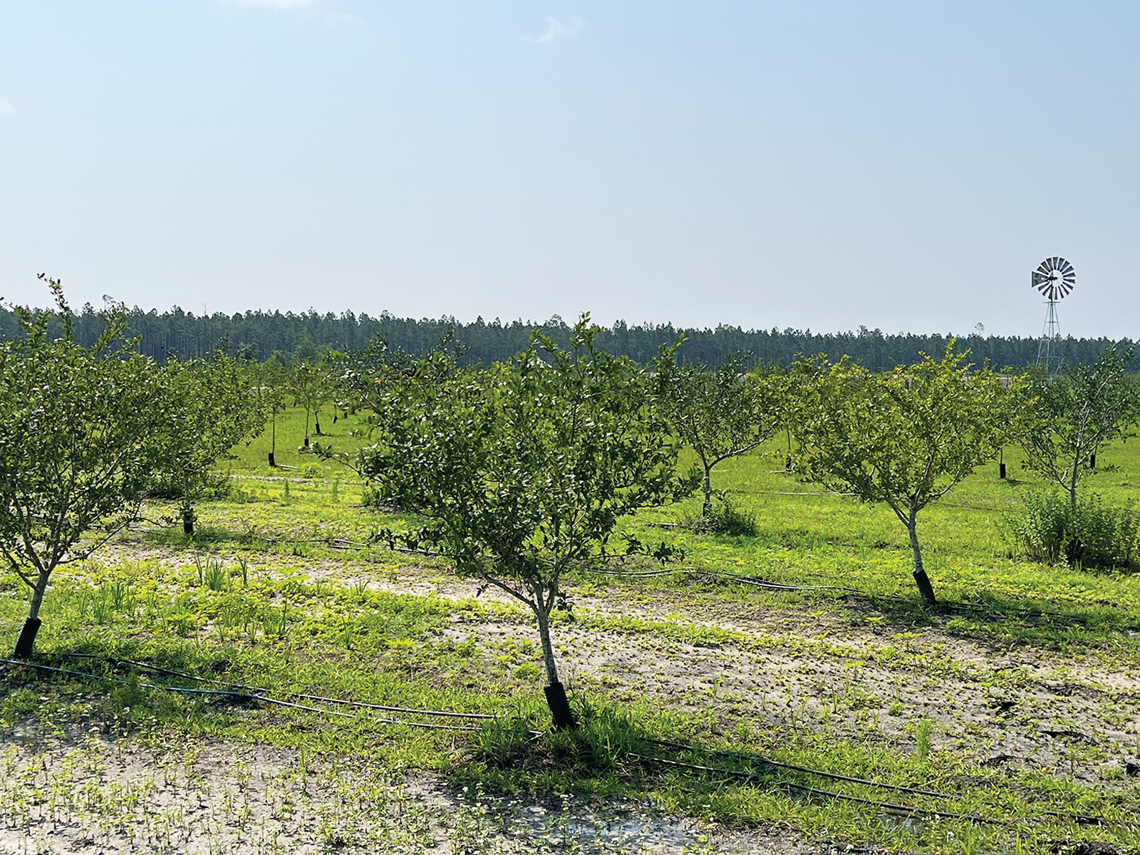 How to Grow Mayhaw Trees – Mother Earth News